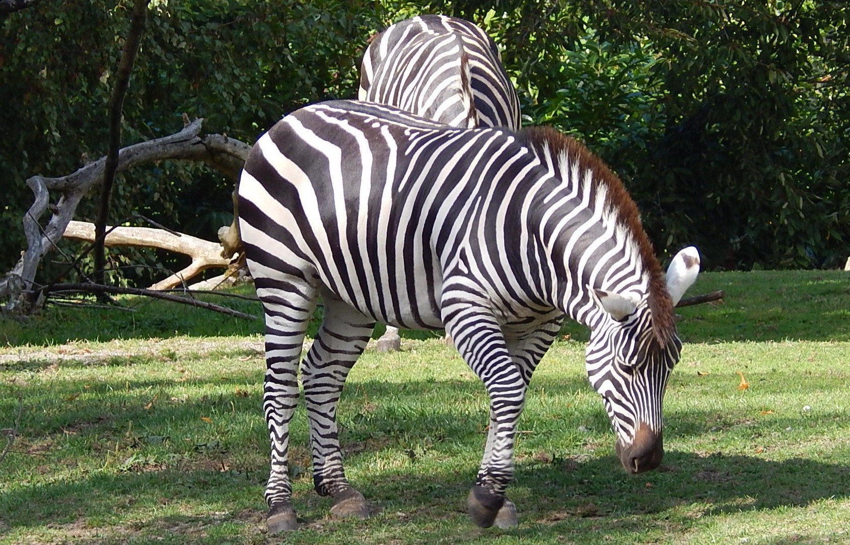 North Seattle Specials & Packages | HOTEL NEXUS SEATTLE